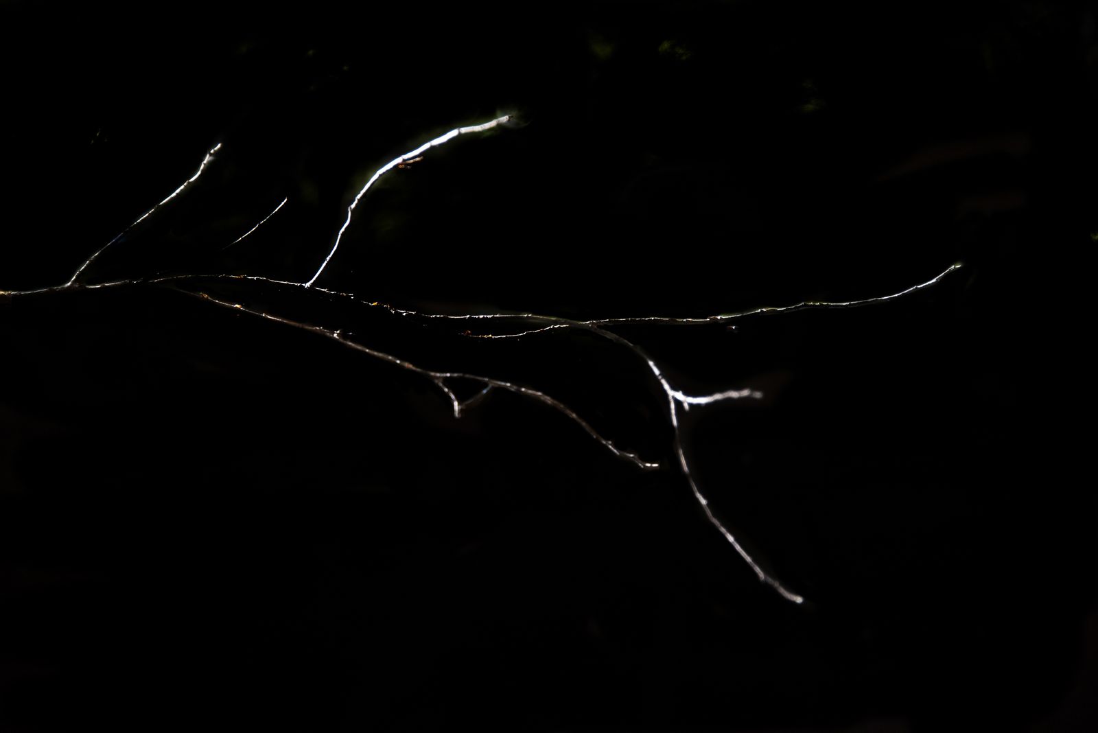 The missing forest - PhMuseum