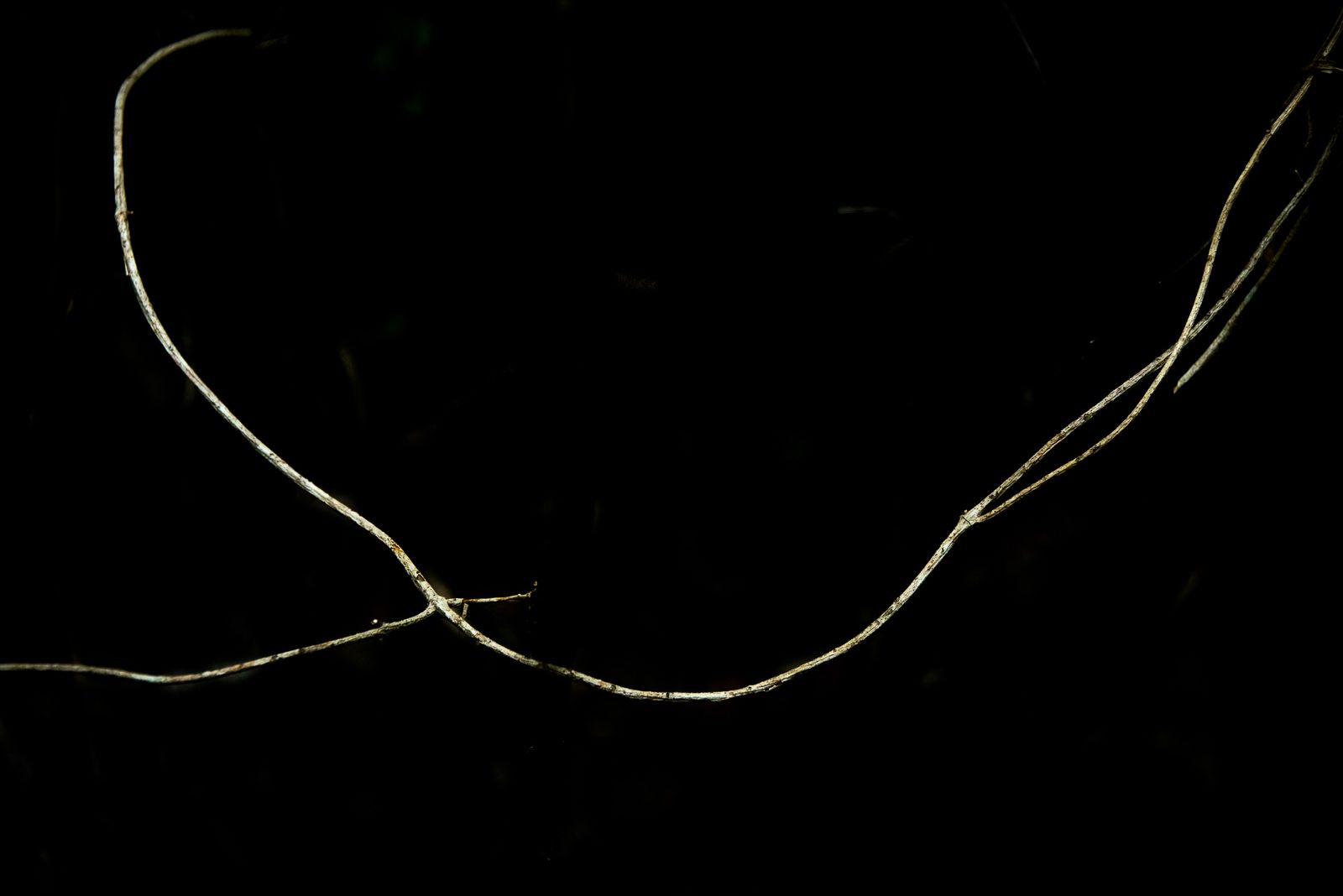 The missing forest - PhMuseum