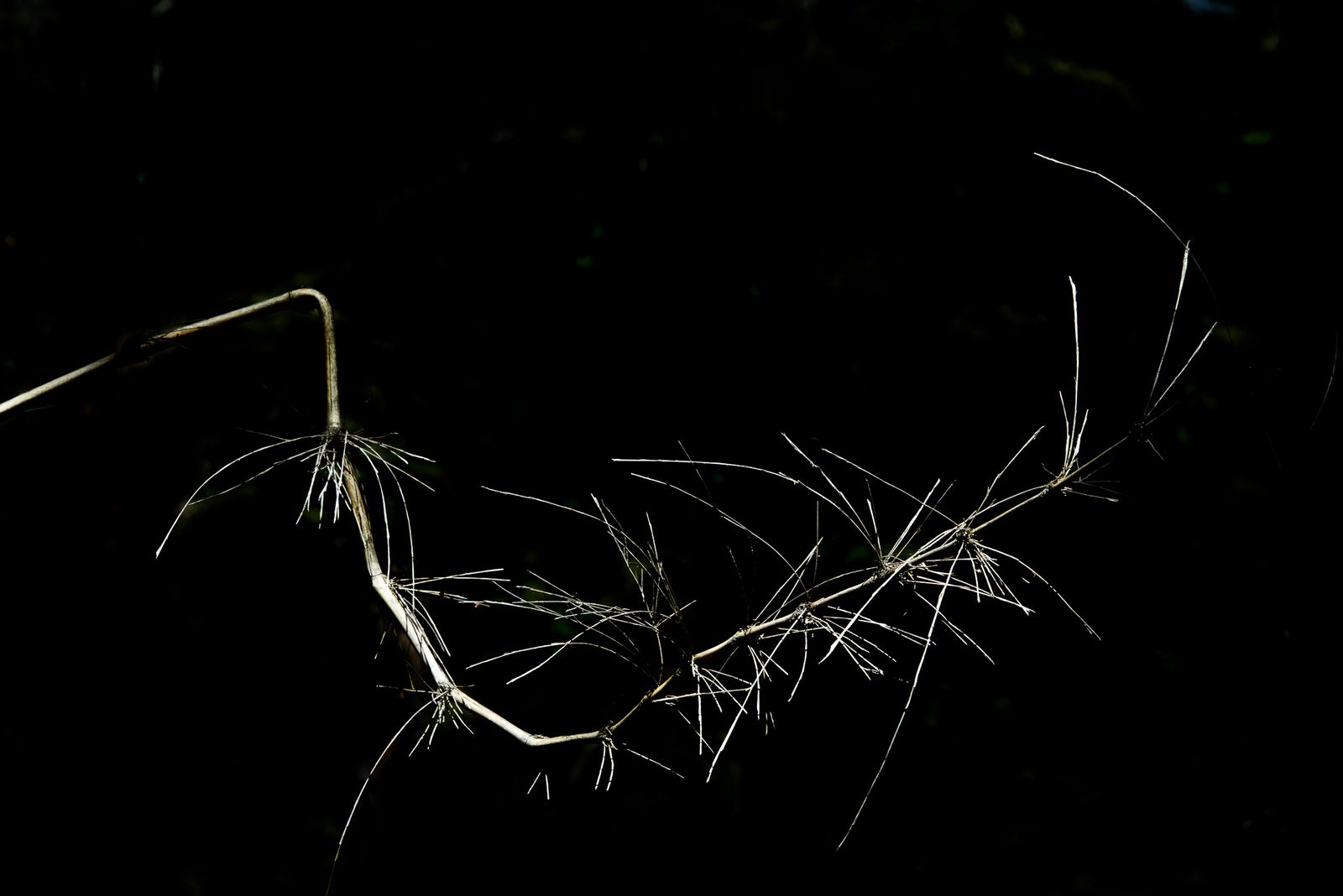 The missing forest - PhMuseum