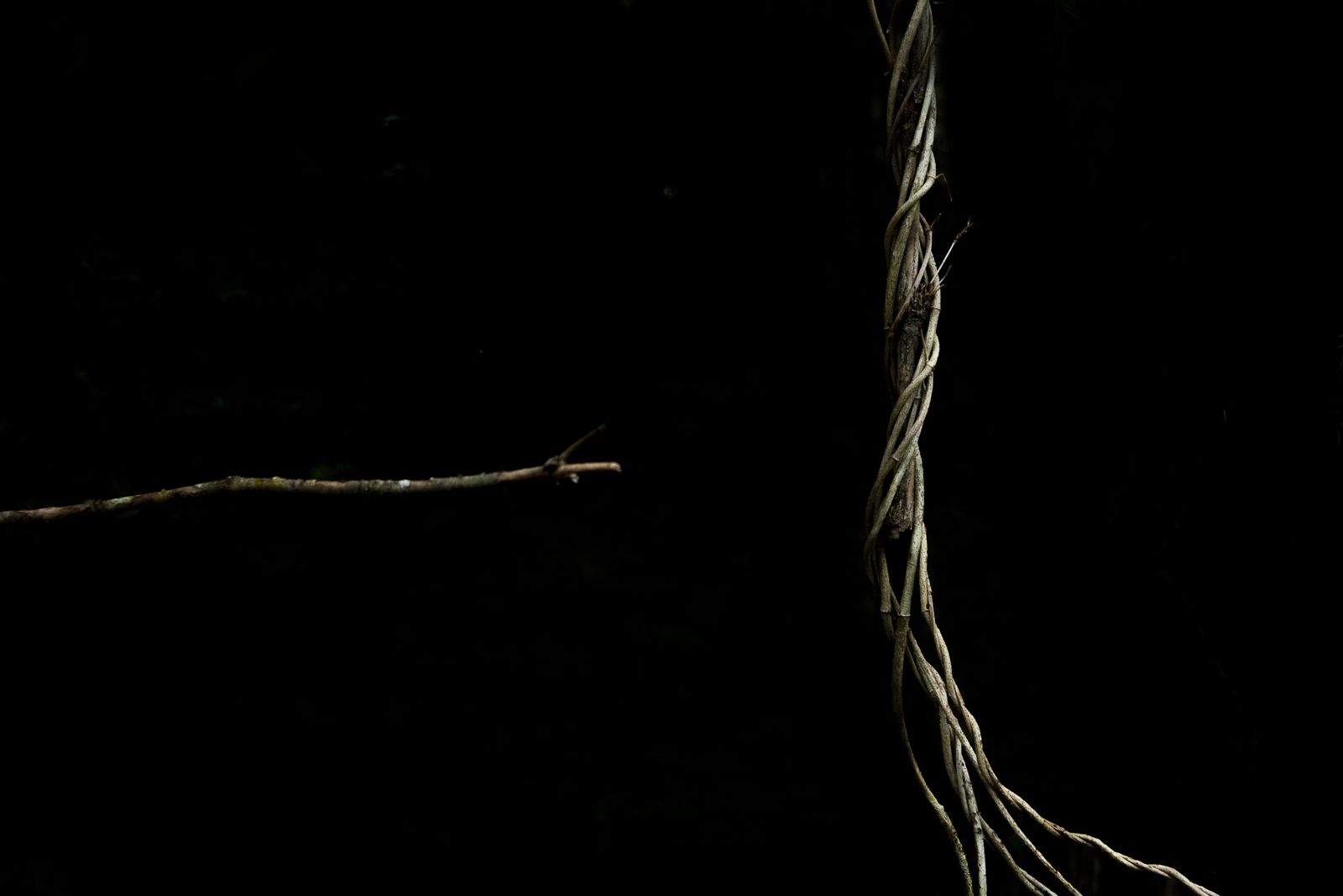 The missing forest - PhMuseum