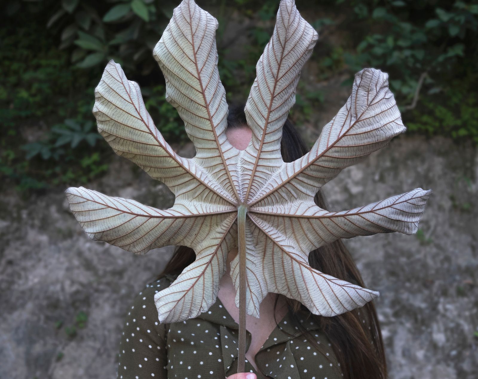 The Circle of my Flesh - PhMuseum