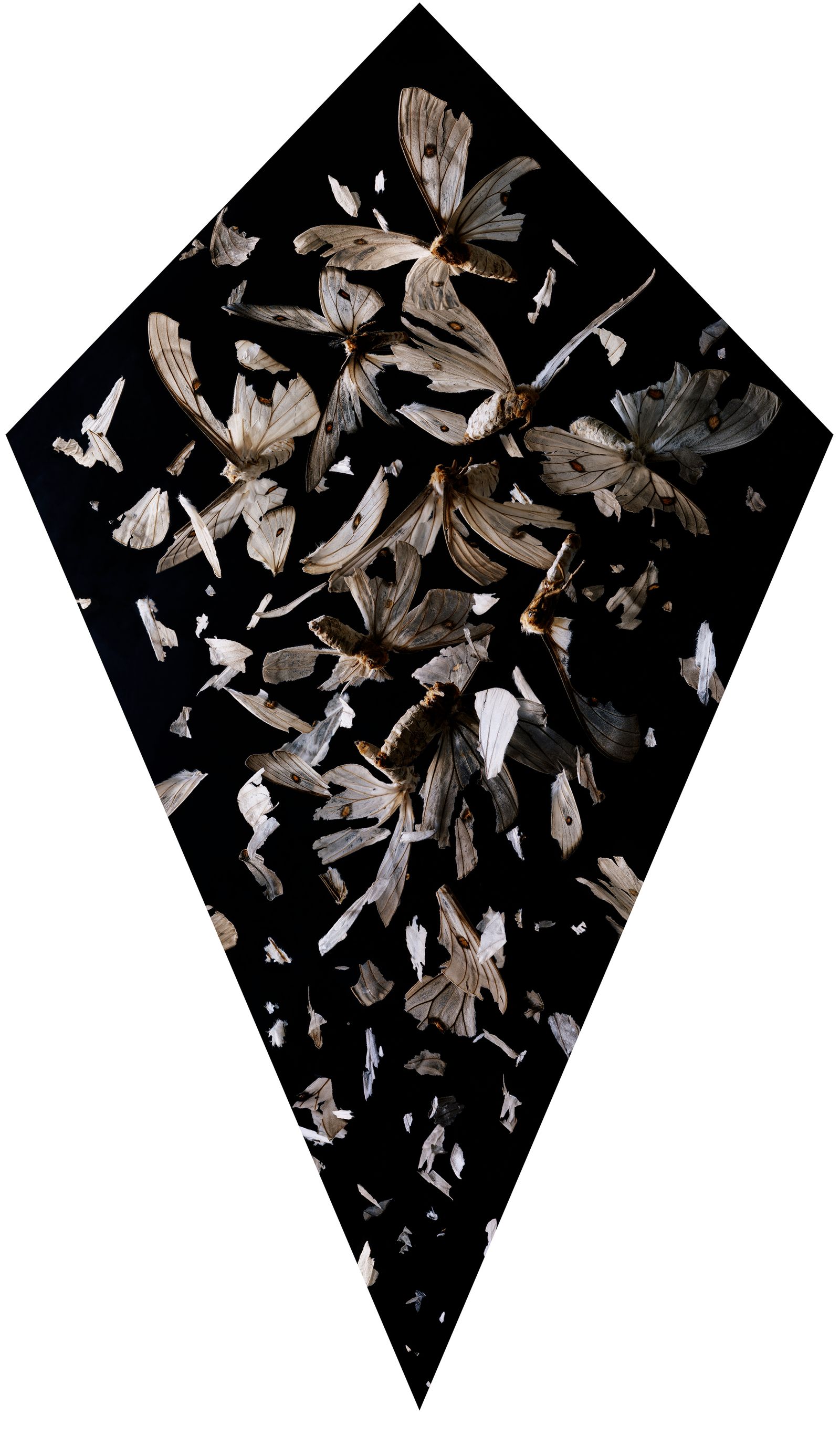 Infernalis - PhMuseum