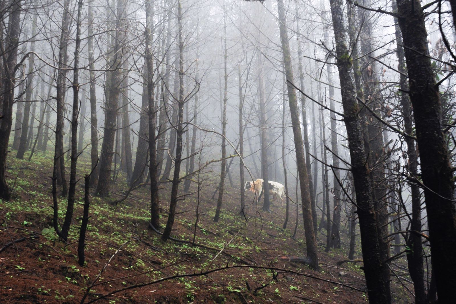 The New Silk Road - PhMuseum