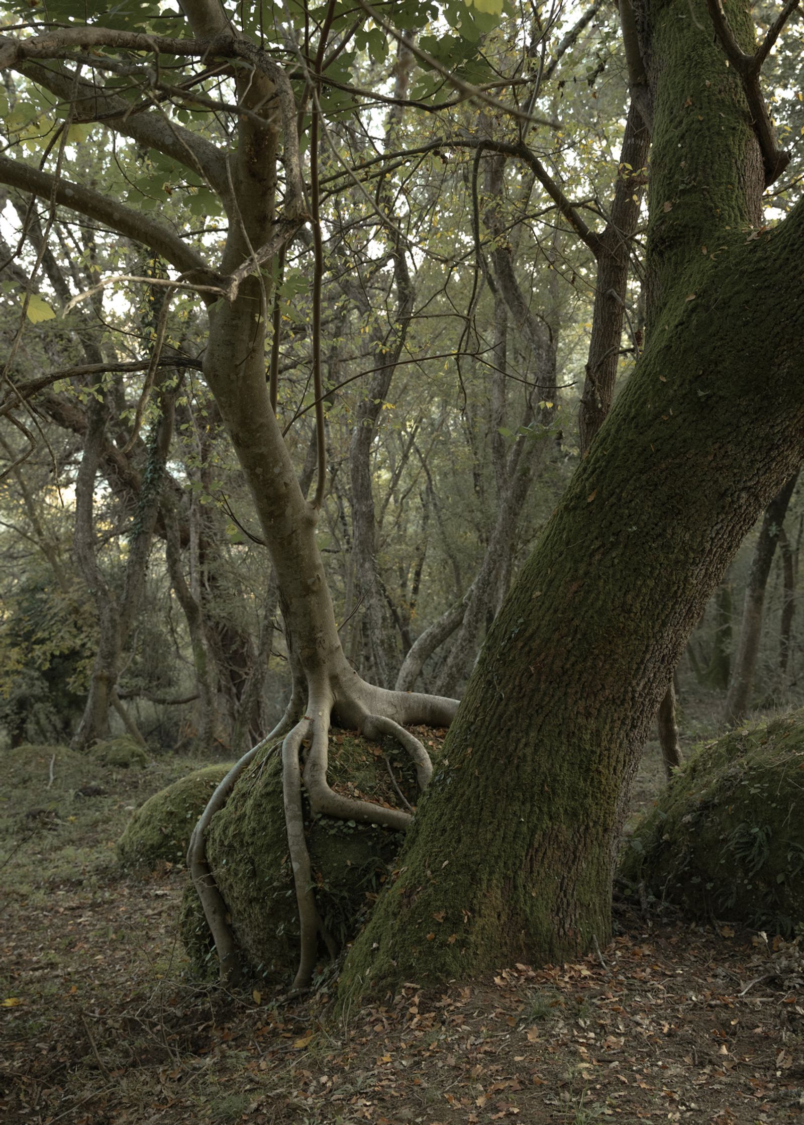 Breath of the domestic forest - PhMuseum