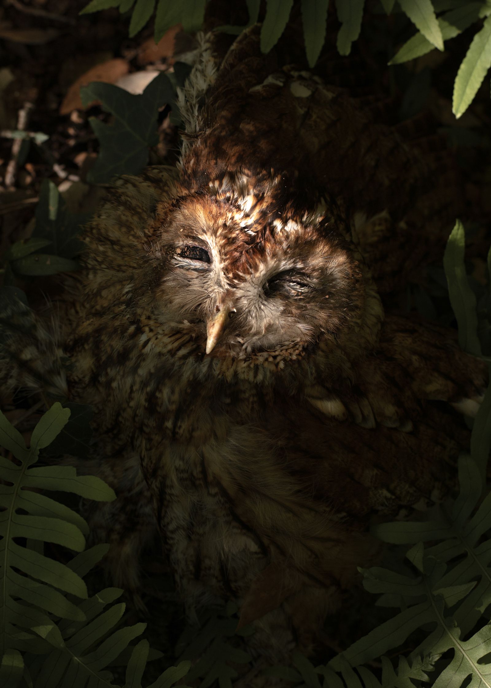 Breath of the domestic forest - PhMuseum