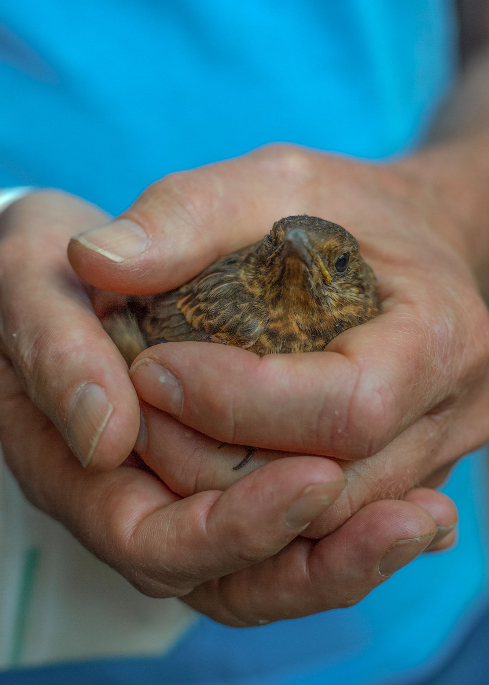 Breath of the domestic forest - PhMuseum