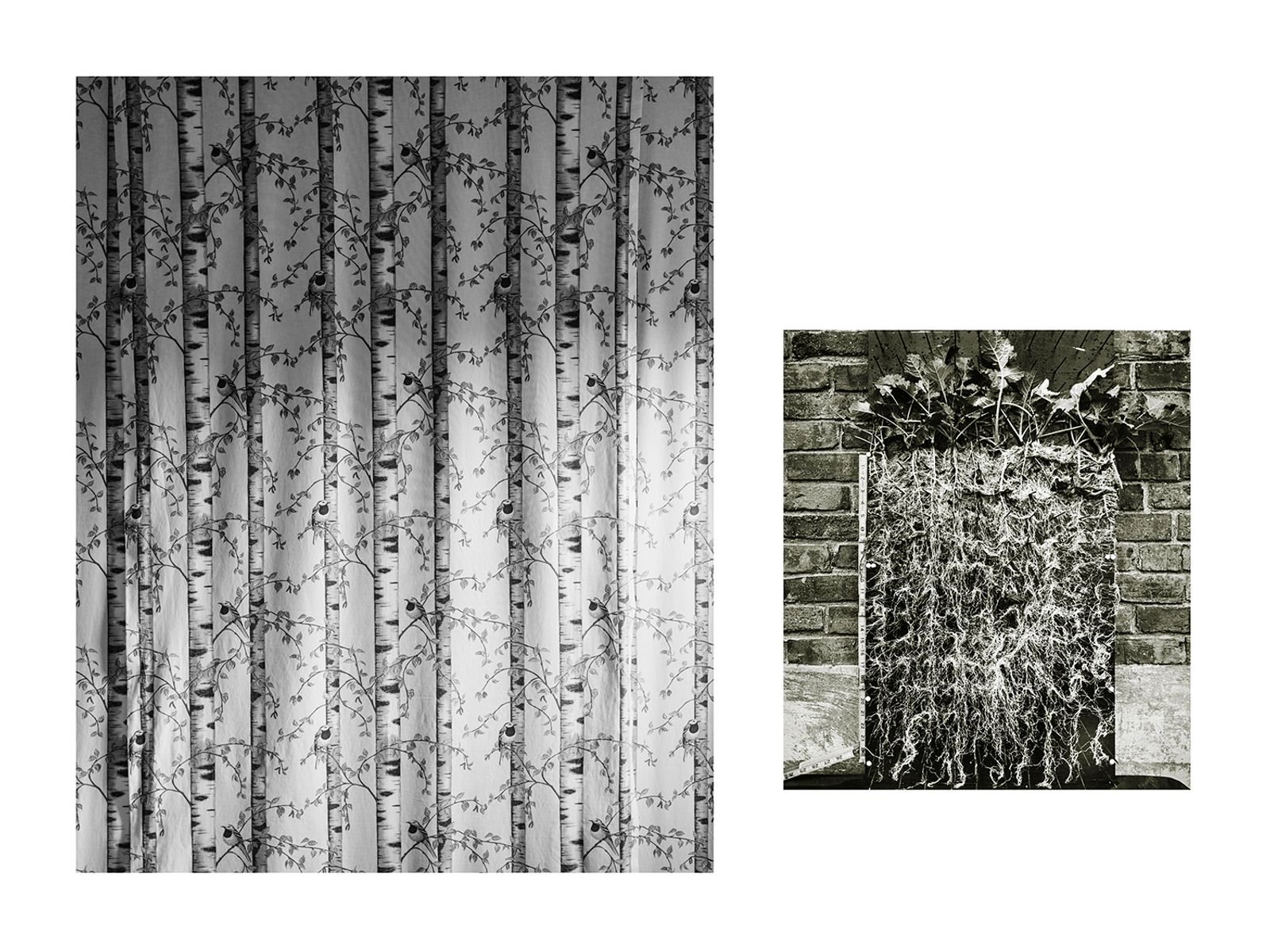 Wired Forest - PhMuseum