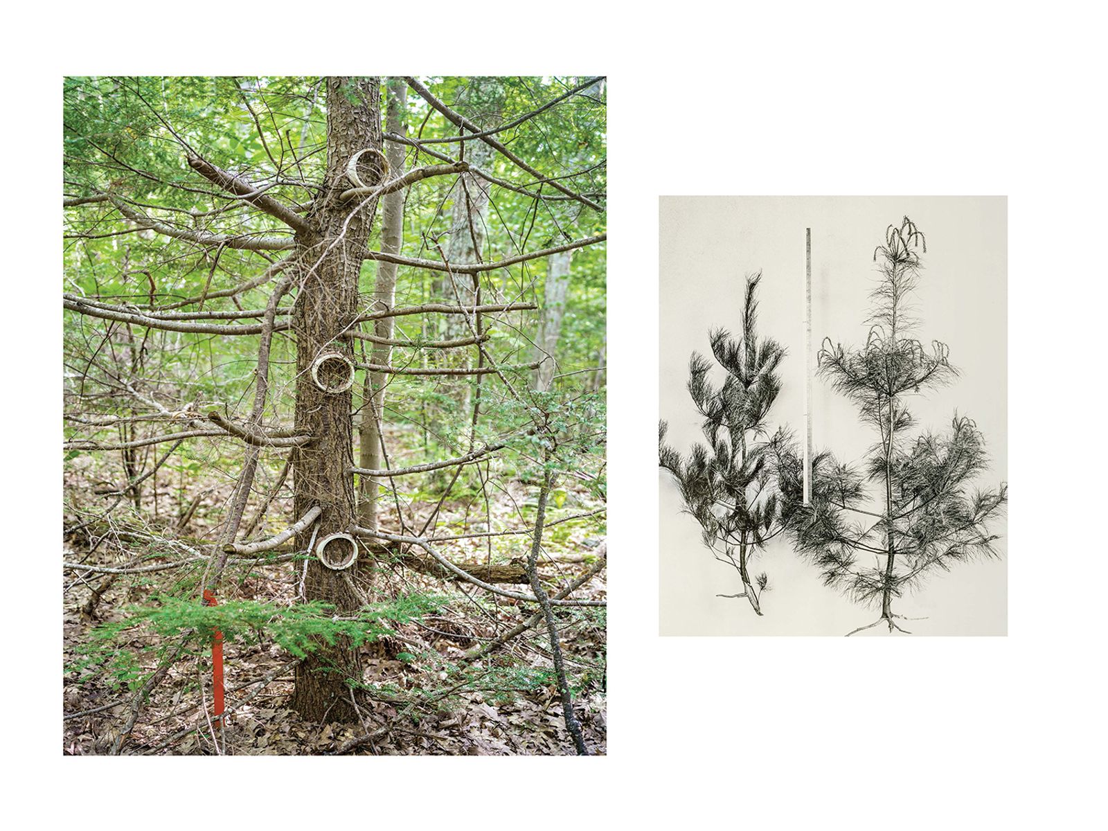 Wired Forest - PhMuseum