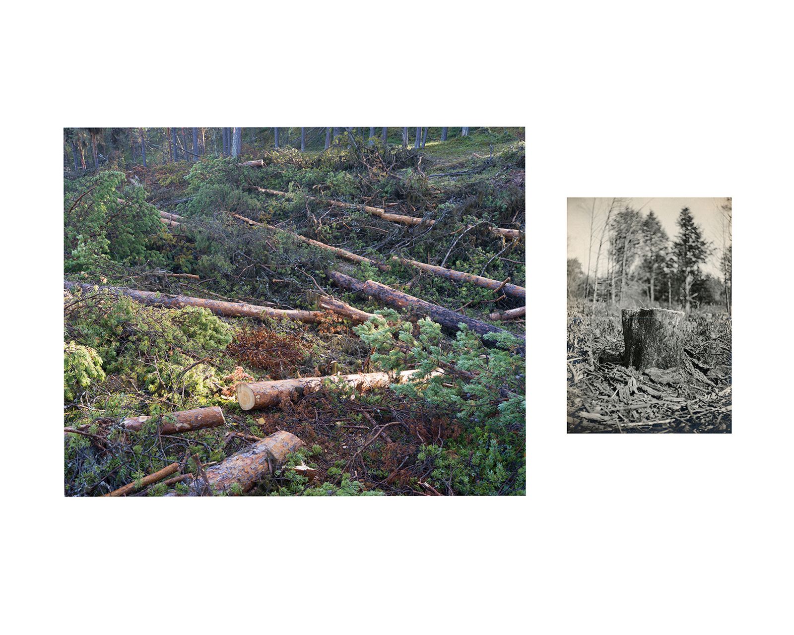 Wired Forest - PhMuseum