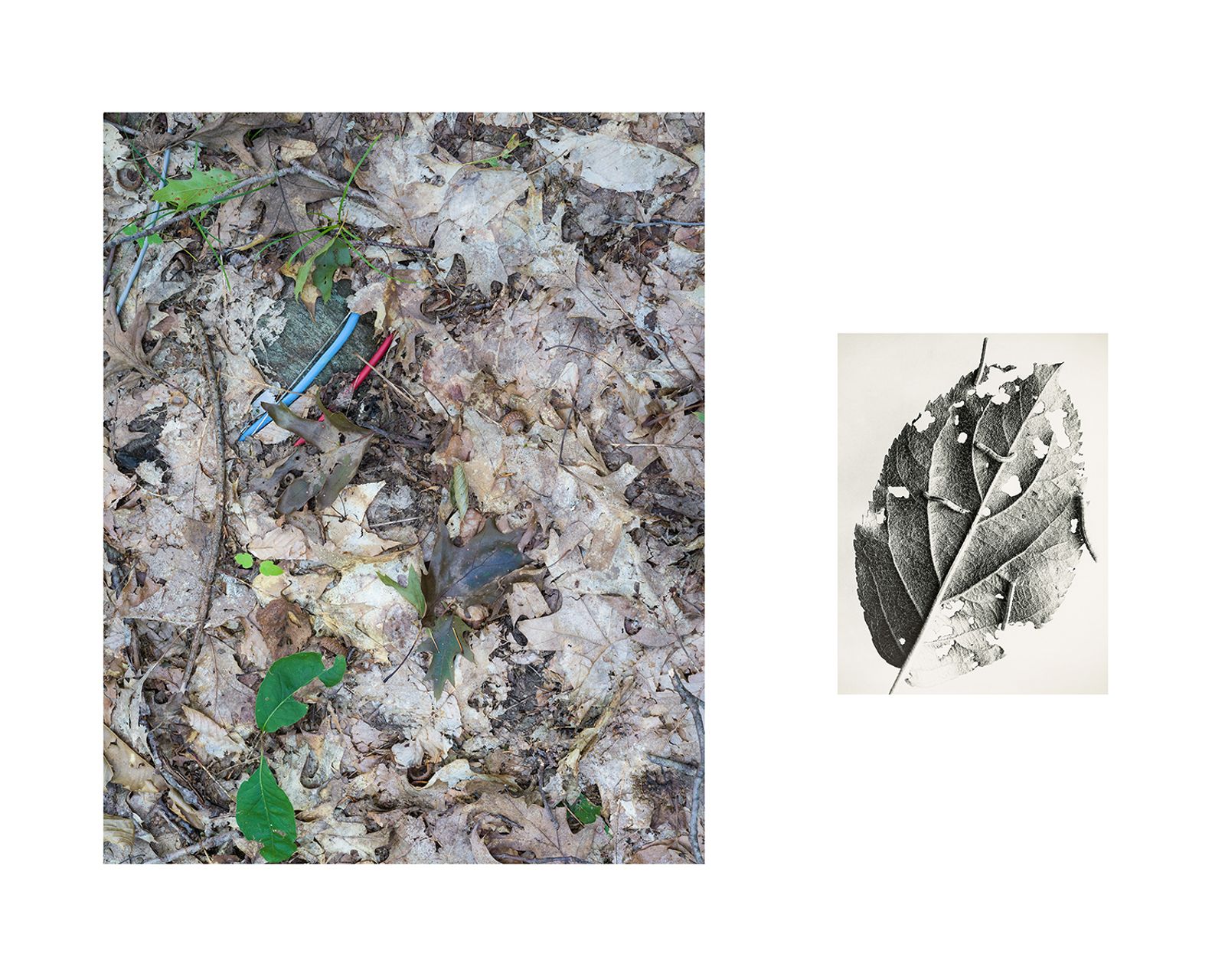 Wired Forest - PhMuseum