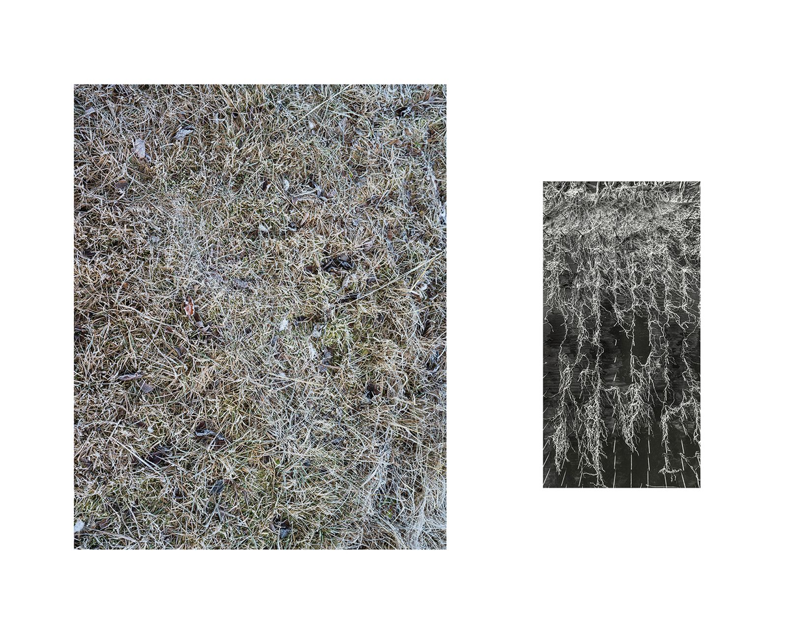 Wired Forest - PhMuseum