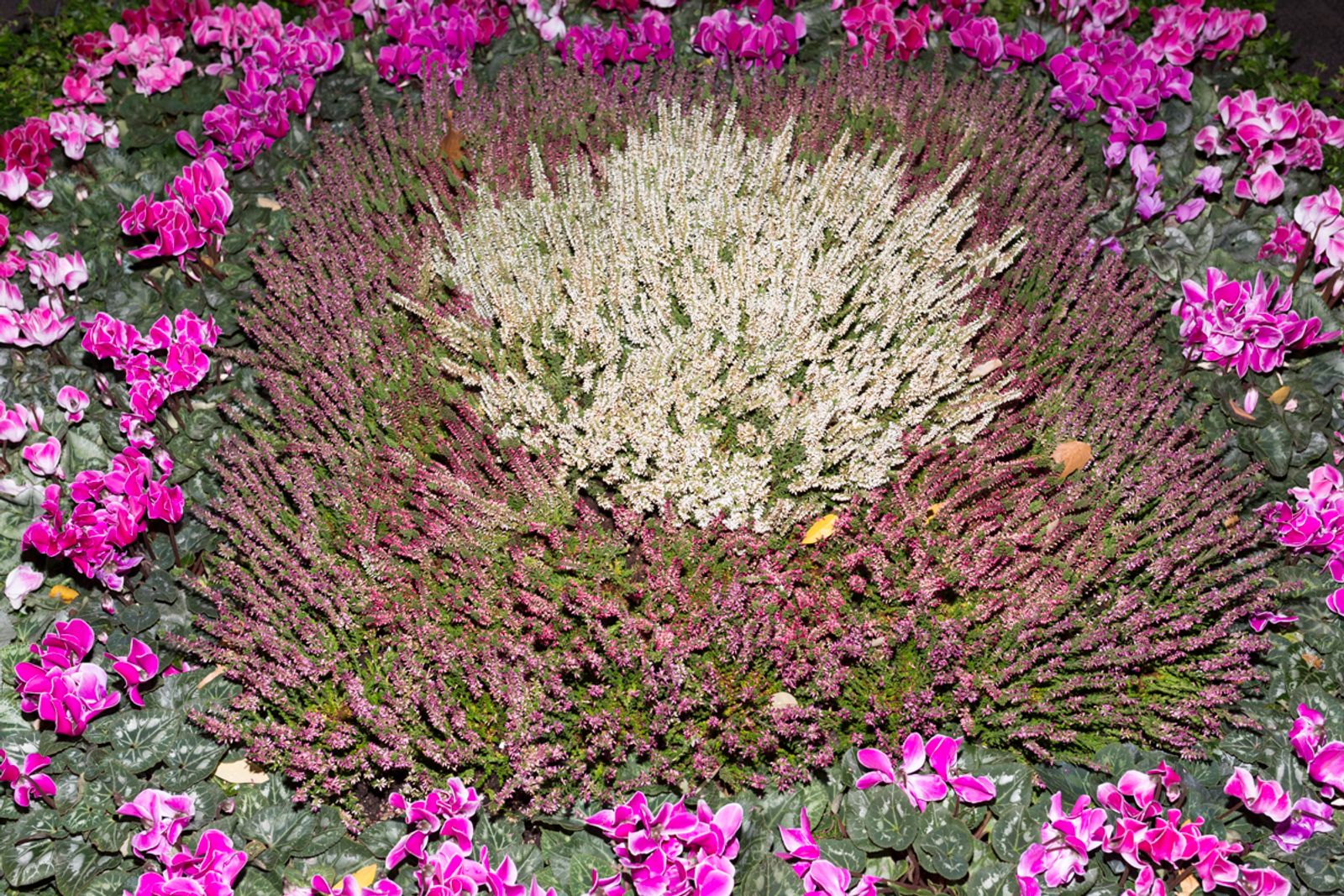 CAPUT MUNDI - PhMuseum