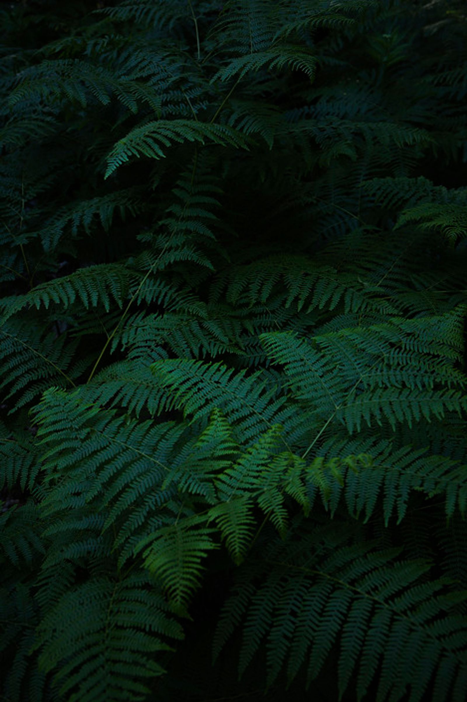 Sleeping Forest - PhMuseum