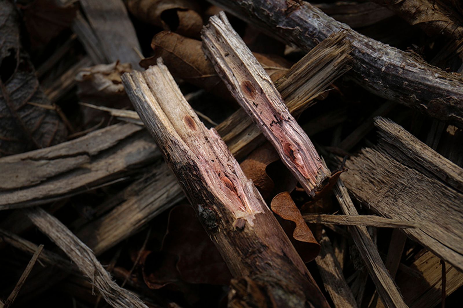 Sleeping Forest - PhMuseum