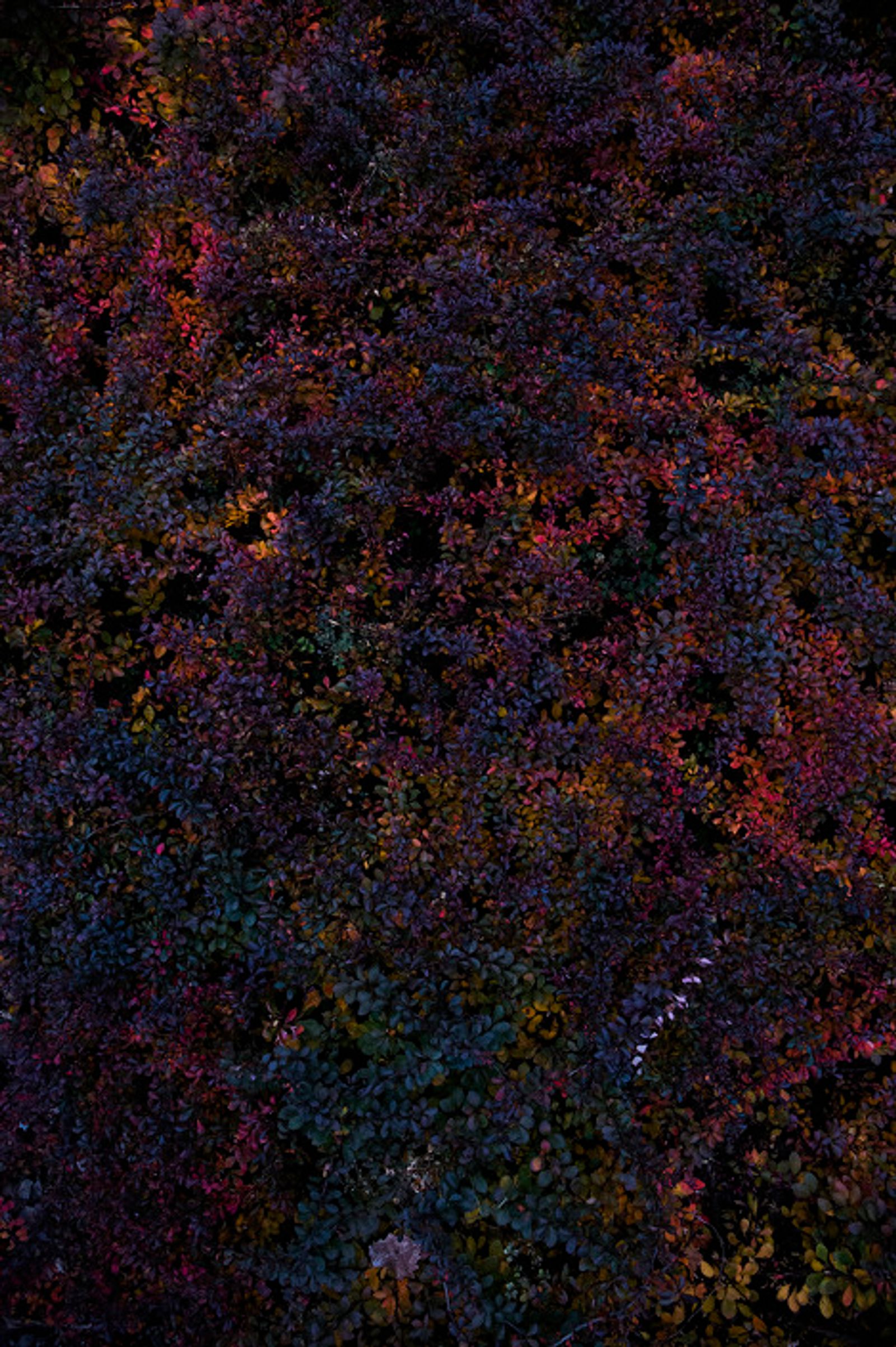 Sleeping Forest - PhMuseum