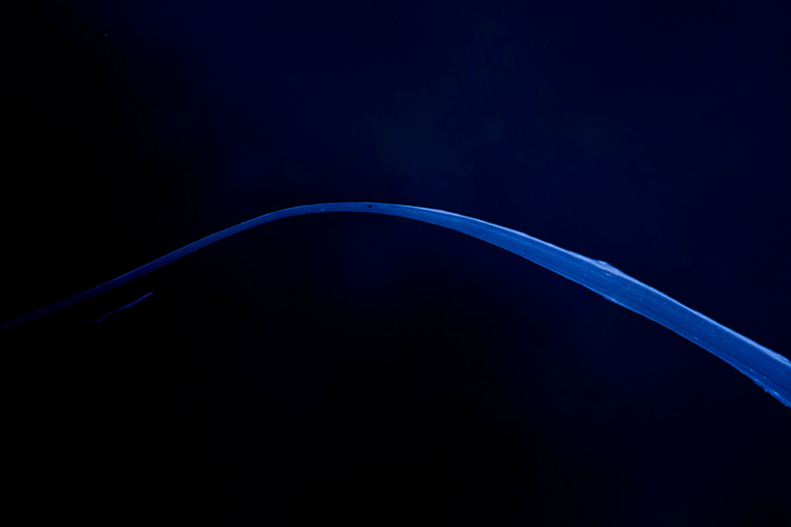 Sleeping Forest - PhMuseum