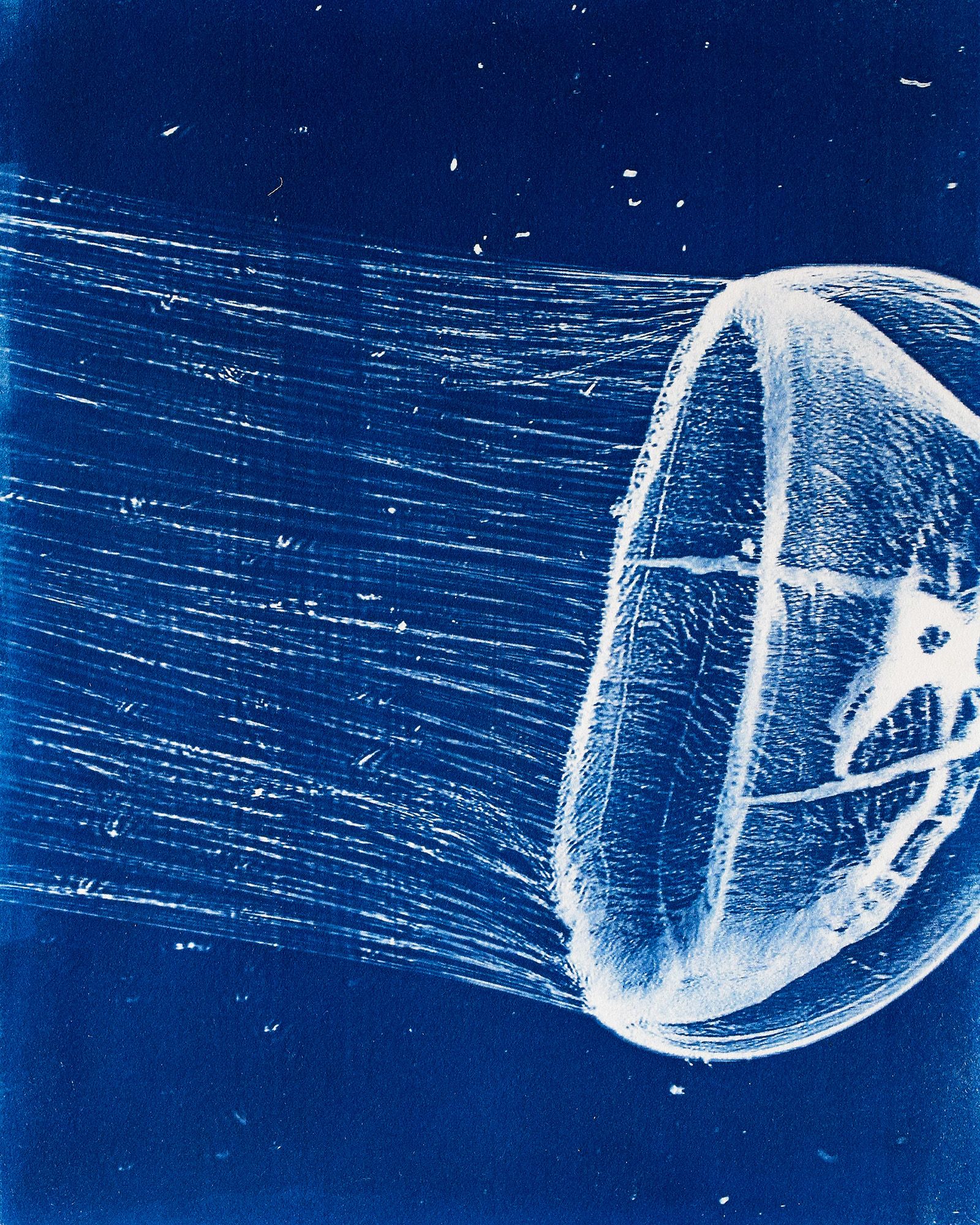 Portraits of Pacific Plankton: Cyanotype Impressions - PhMuseum