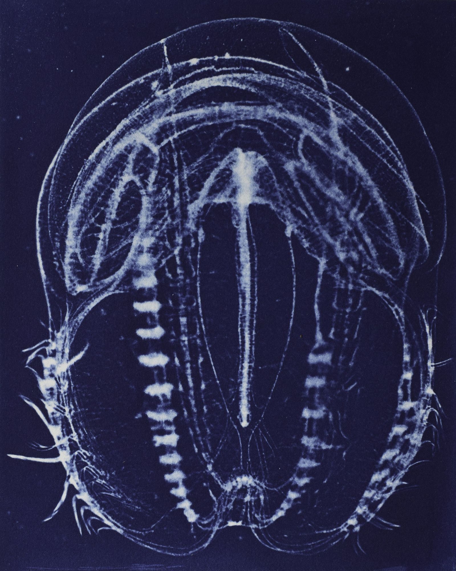 Portraits of Pacific Plankton: Cyanotype Impressions - PhMuseum