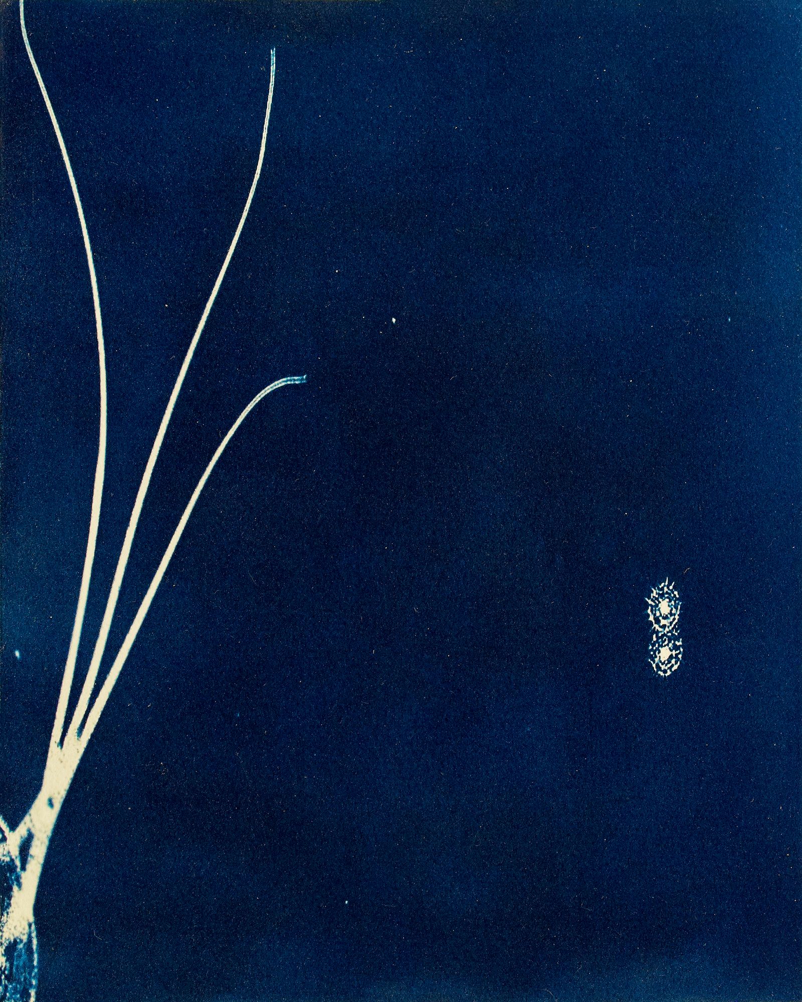 Portraits of Pacific Plankton: Cyanotype Impressions - PhMuseum