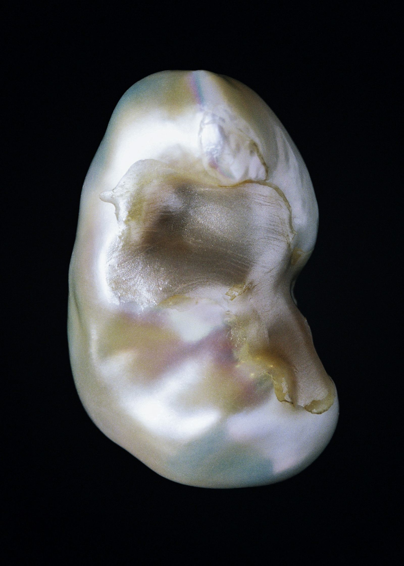 Anatomy of an Oyster - PhMuseum