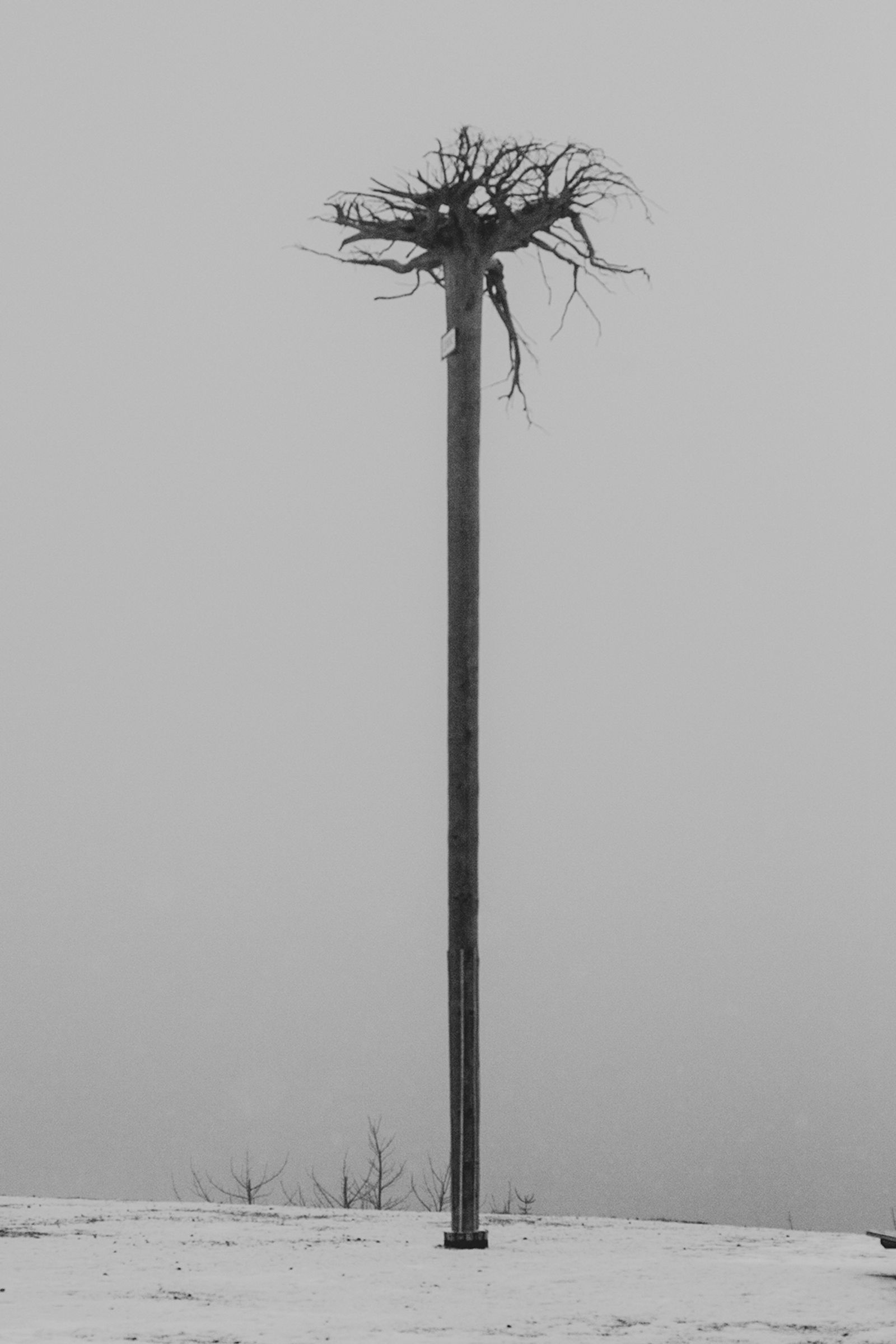 Empty Forest - PhMuseum