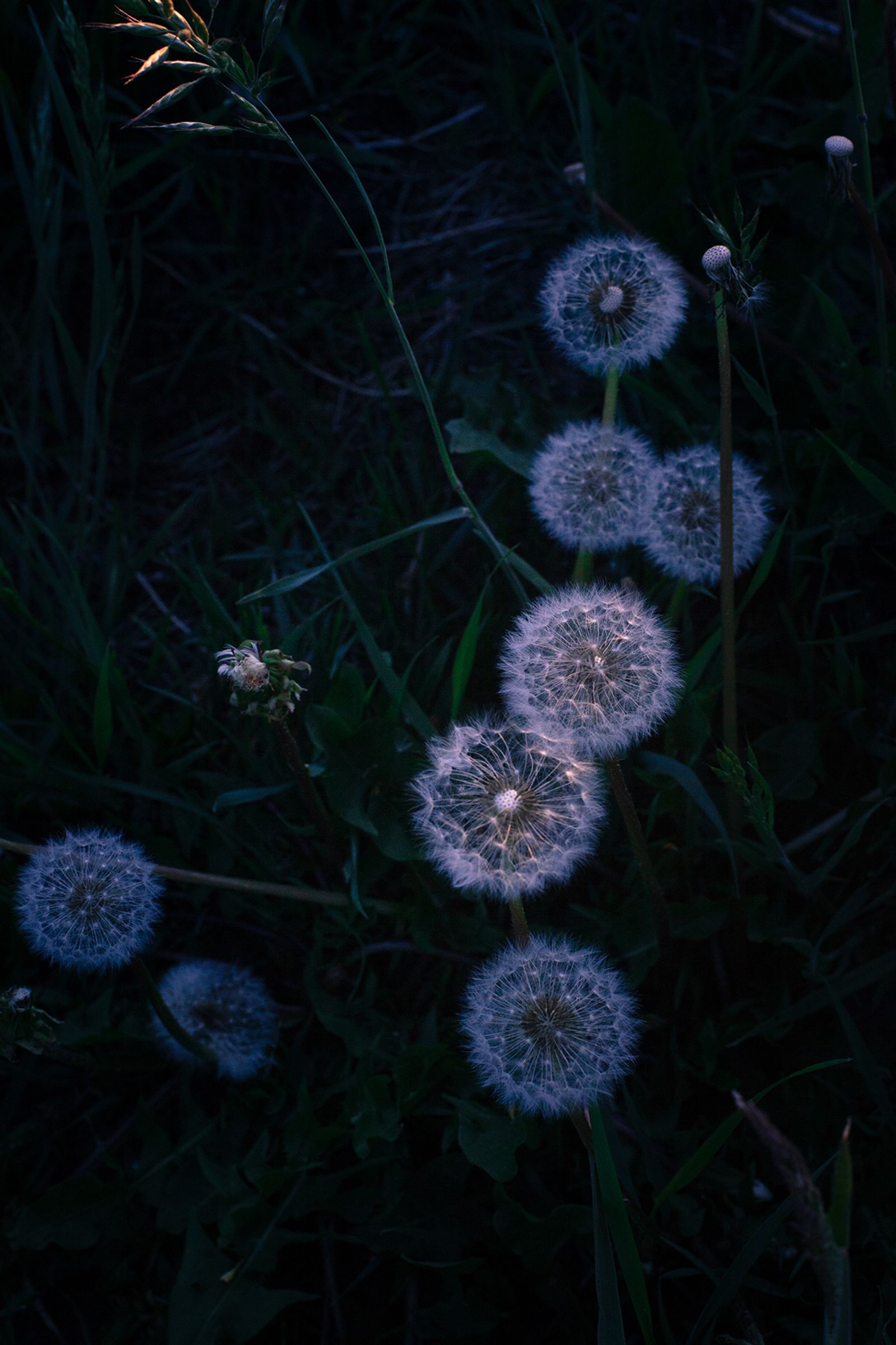 Empty Forest - PhMuseum
