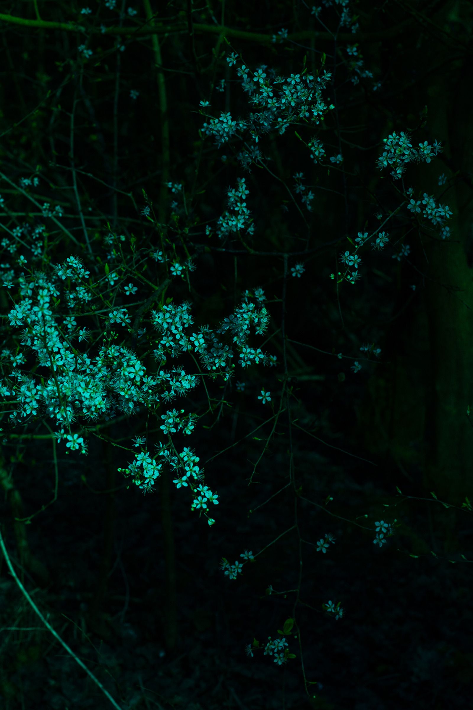 Empty Forest - PhMuseum