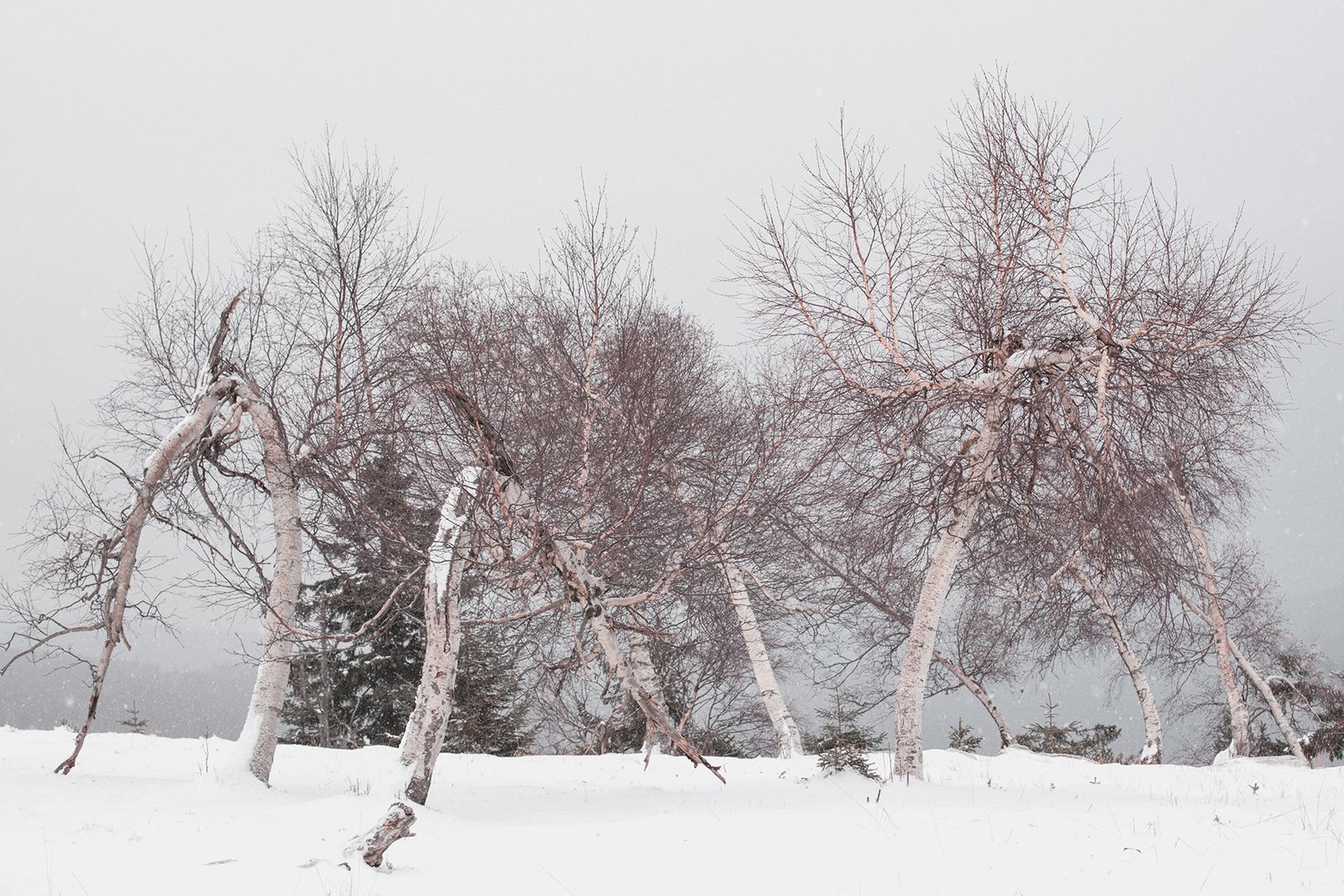 Empty Forest - PhMuseum