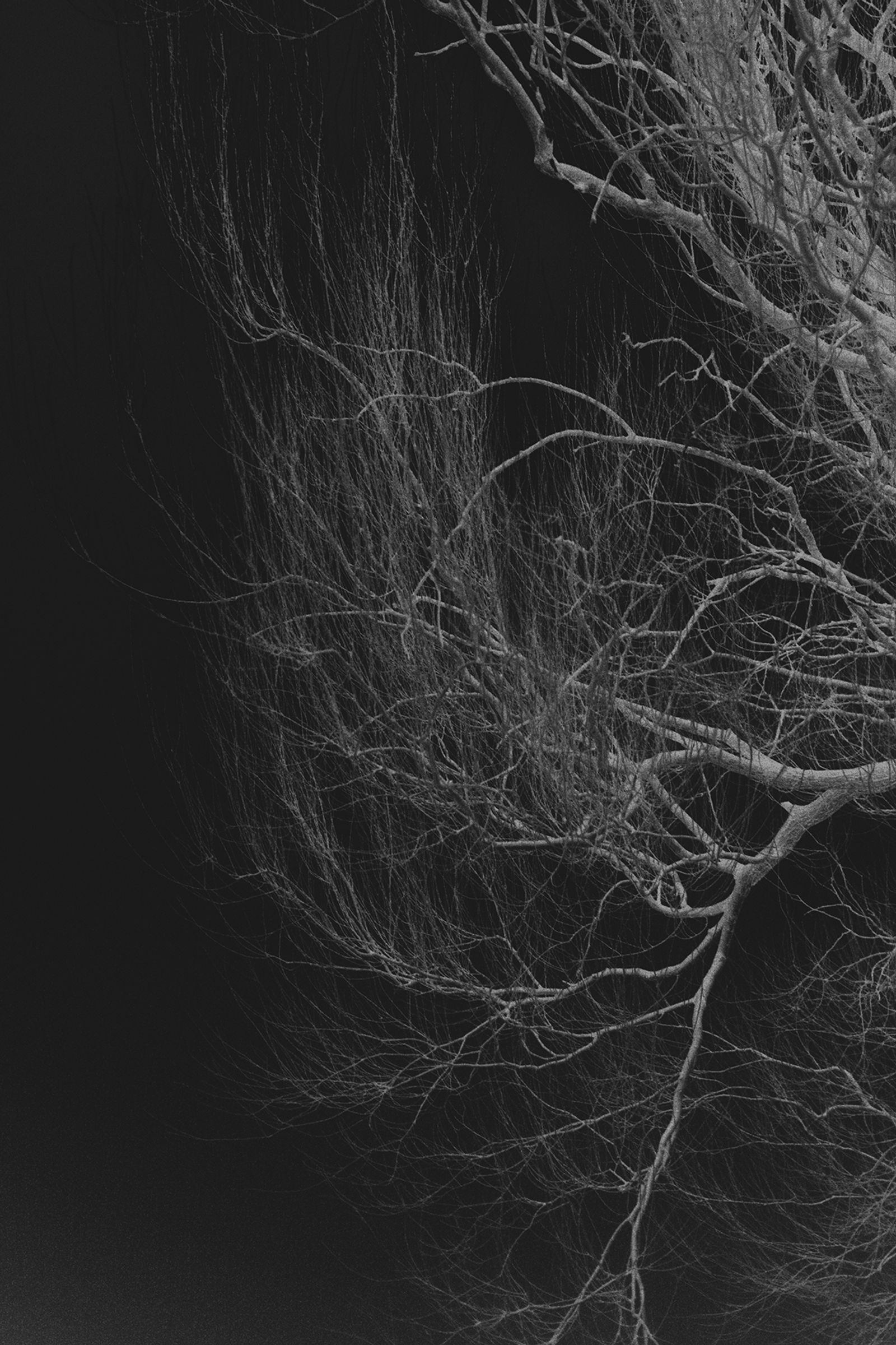 Empty Forest - PhMuseum