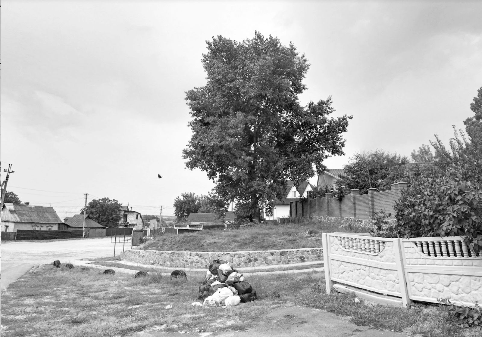 Trees in Ukraine - PhMuseum