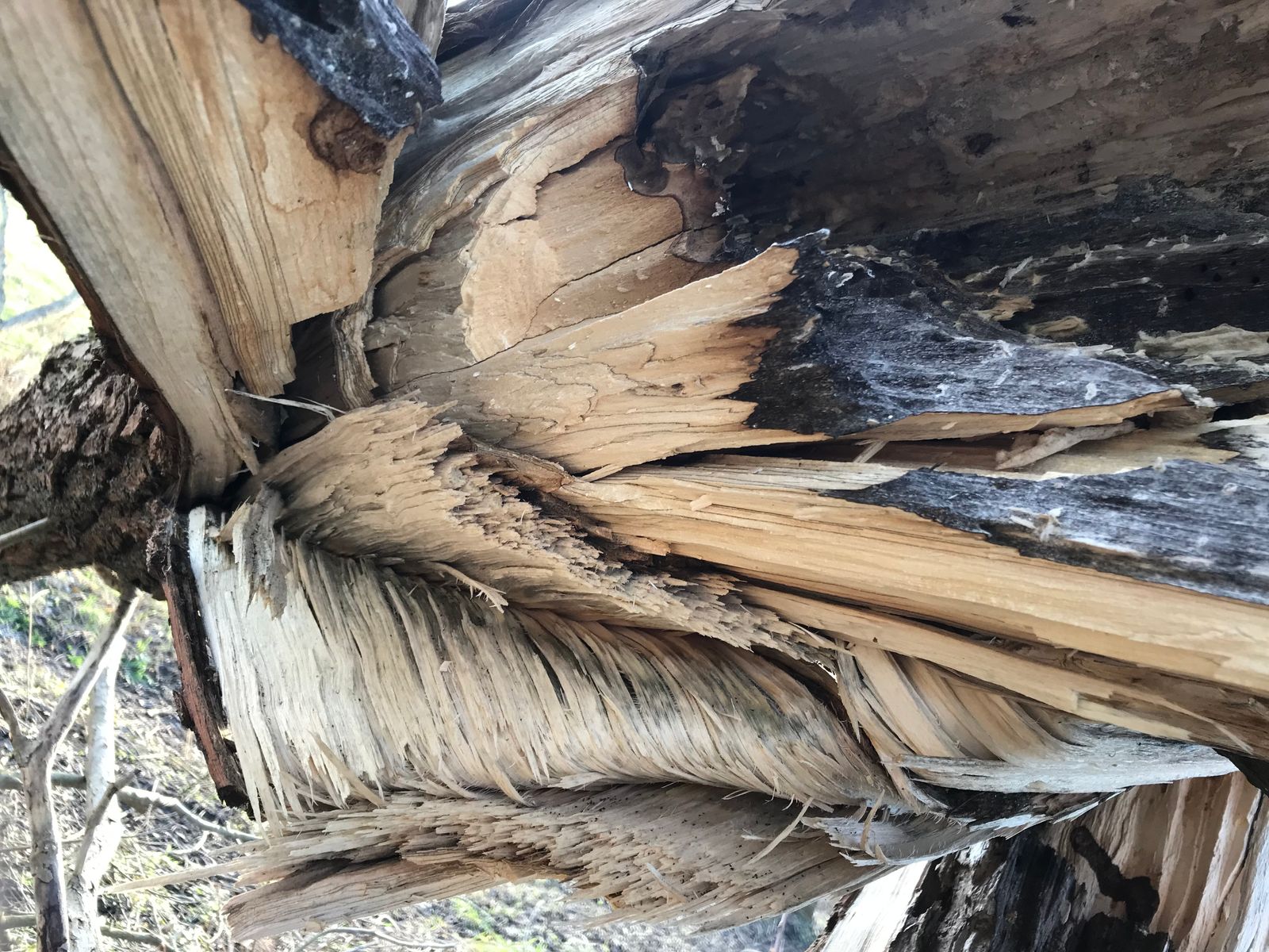 What do we need?- Nature as a mirror of experience - PhMuseum