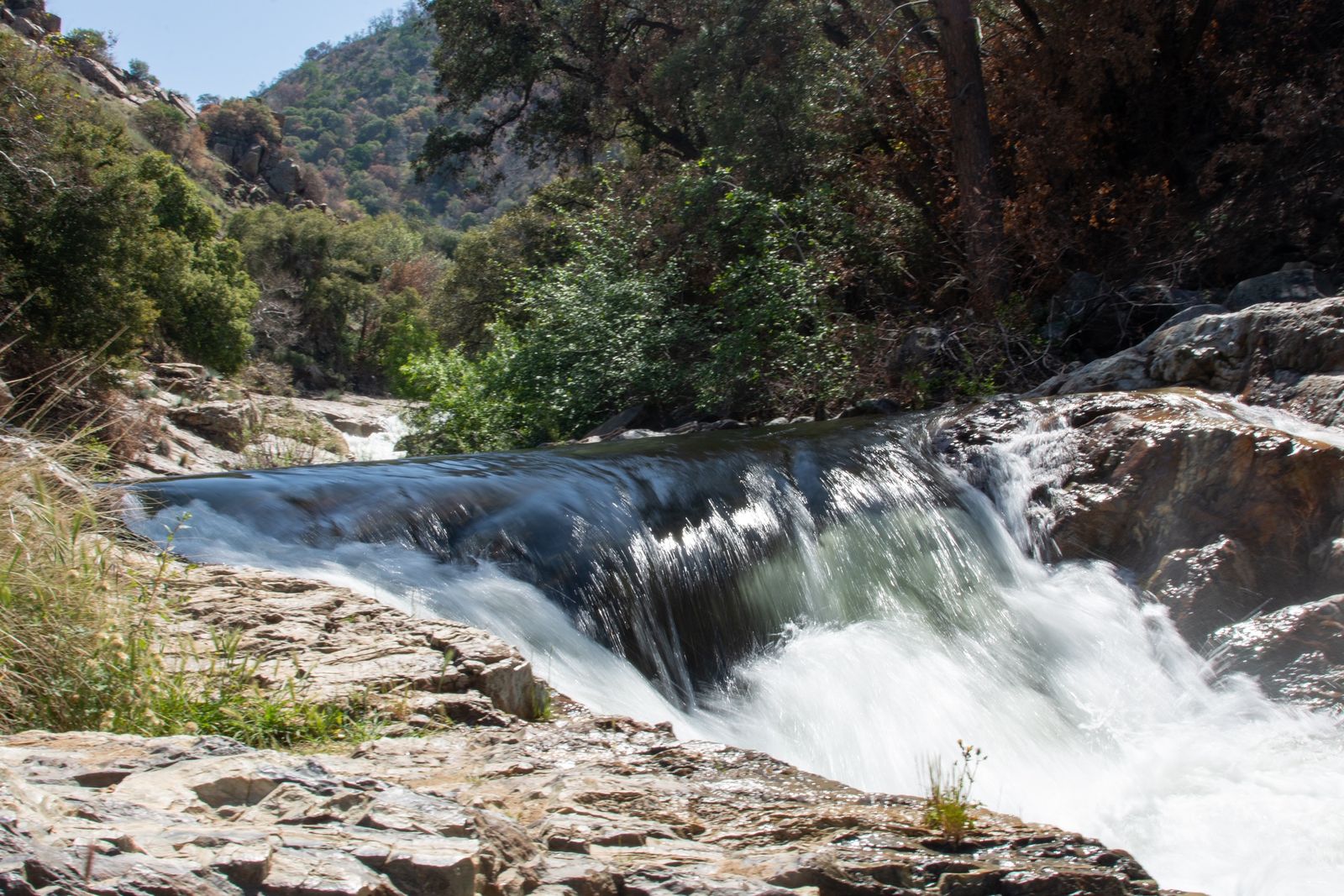 Sequoia’s Mortality - PhMuseum