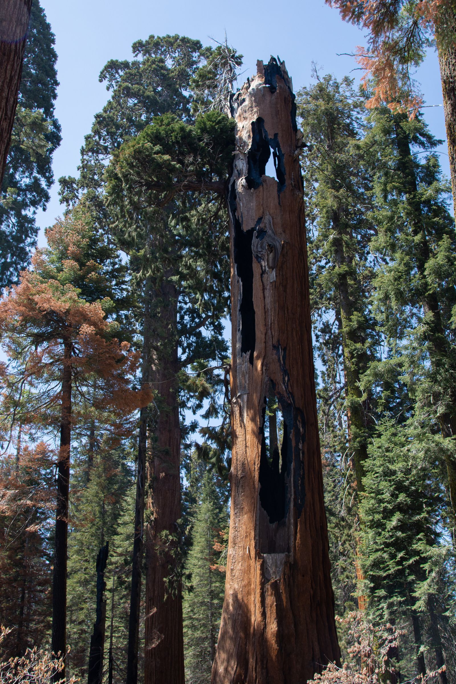 Sequoia’s Mortality - PhMuseum