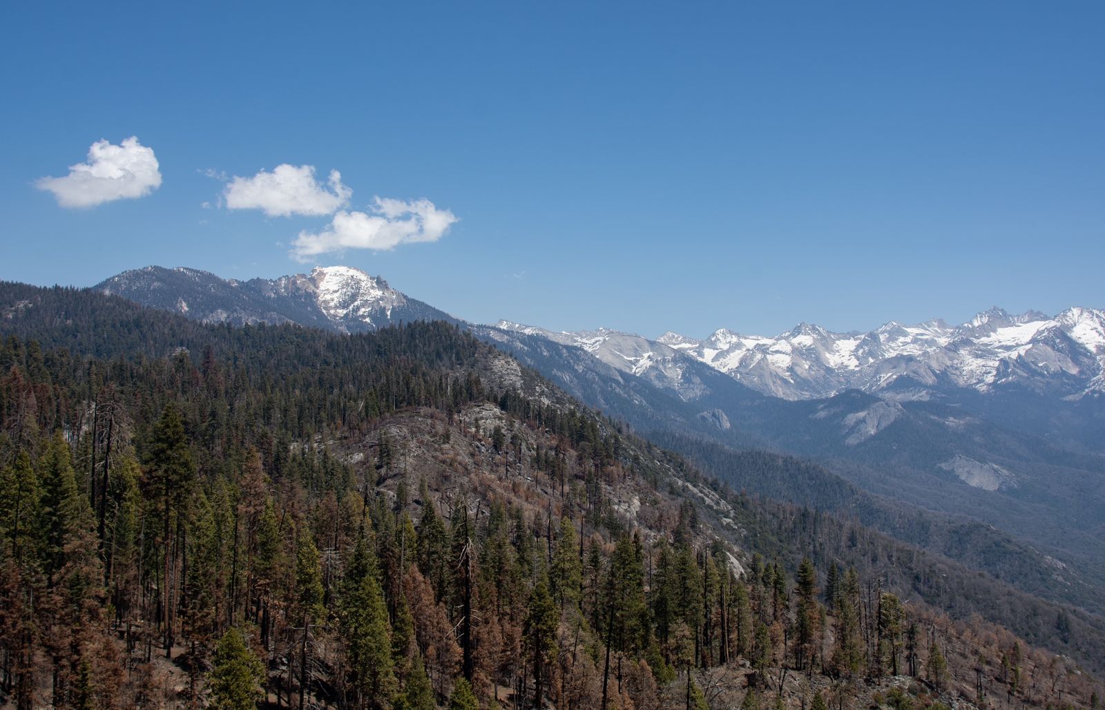 Sequoia’s Mortality - PhMuseum