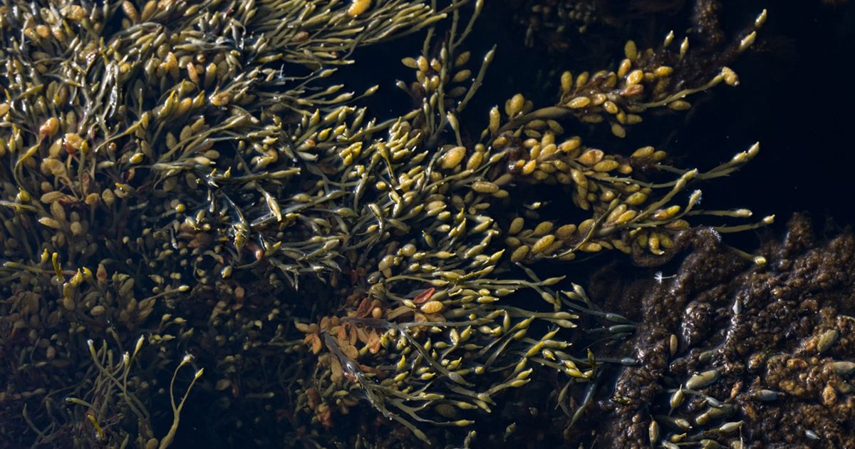 Solastalgia - PhMuseum