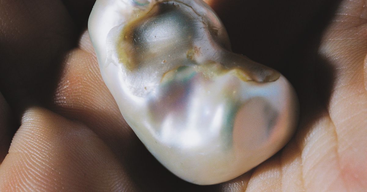 Anatomy of an oyster - PhMuseum