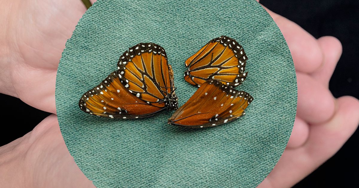 The Circle of my Flesh - PhMuseum