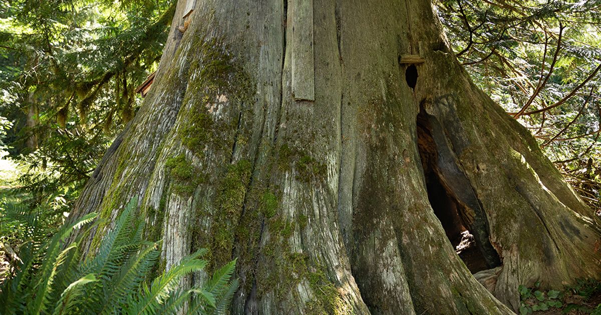 Deceitful by Nature - PhMuseum