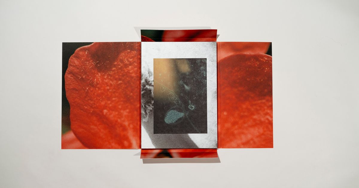 dia'fragma - PhMuseum