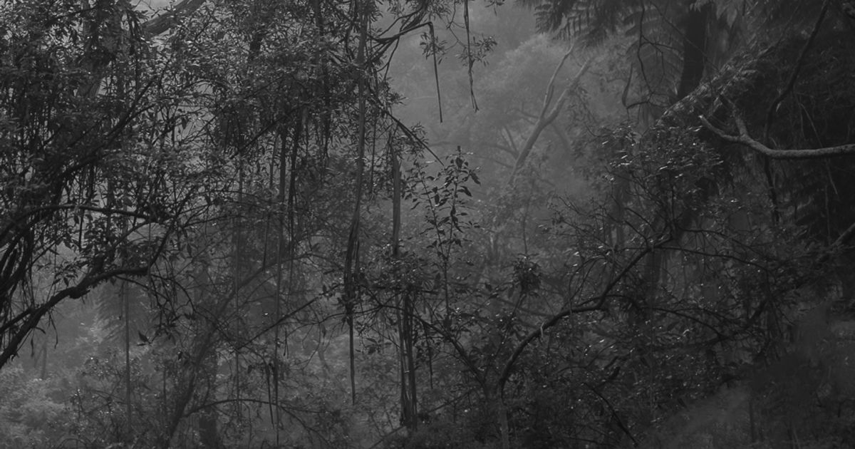 Life and Death in the Australian Forest - PhMuseum