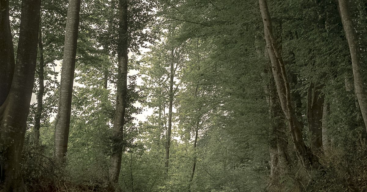 Breath of the domestic forest - PhMuseum