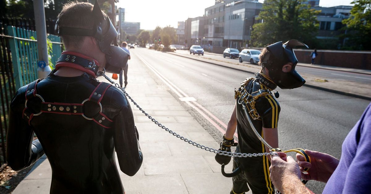 Human PUPS - PhMuseum