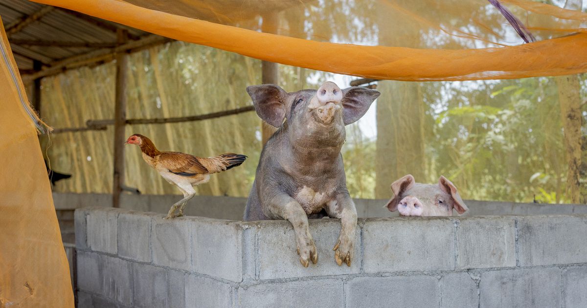 Beauty and the Pigs - PhMuseum