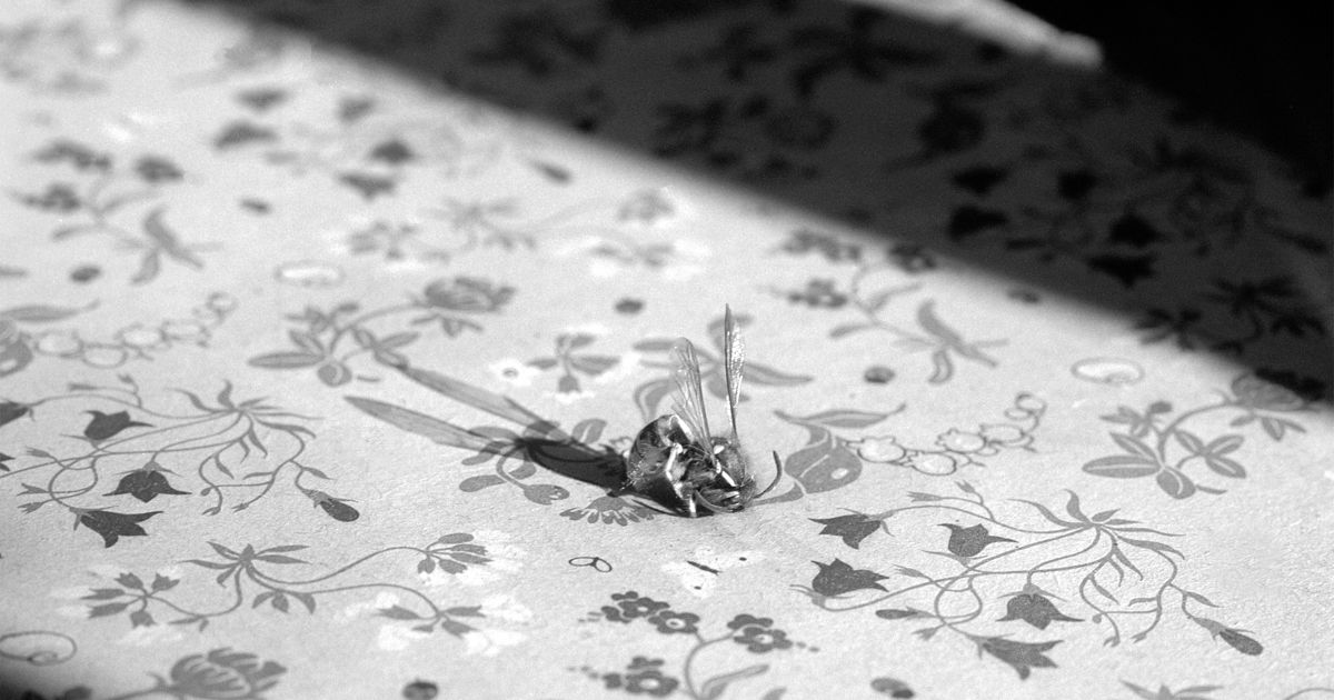 You Felt the Roots Grow - PhMuseum