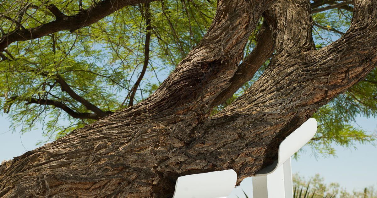 Taking Note In The Splendor - PhMuseum