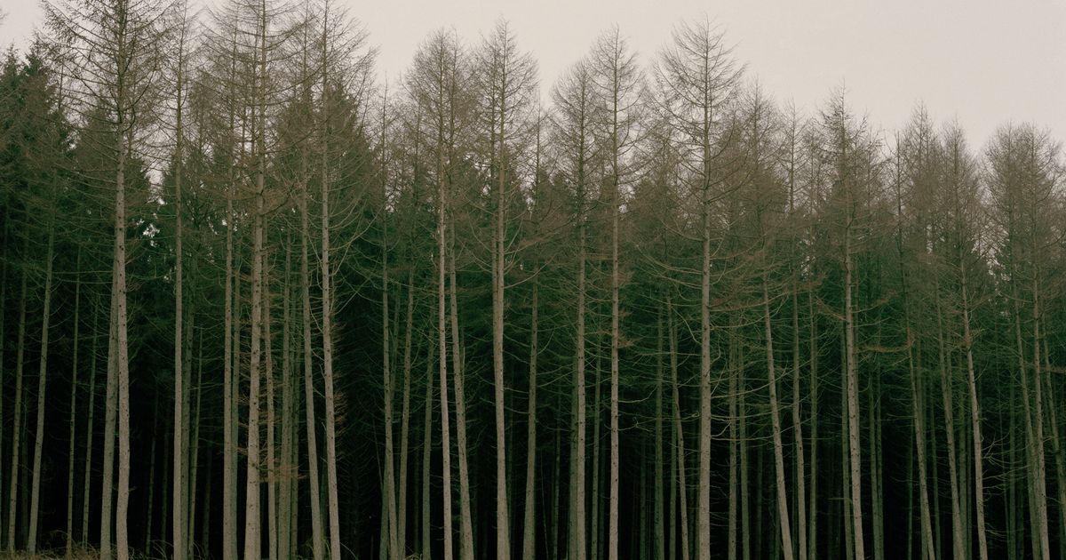 Wolf land - PhMuseum