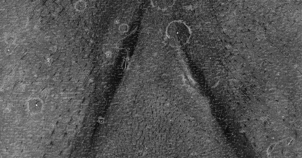 skin prints - PhMuseum