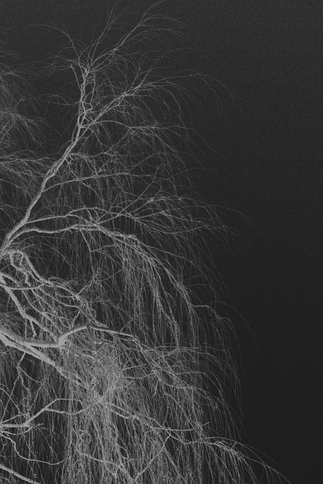 Empty Forest - PhMuseum